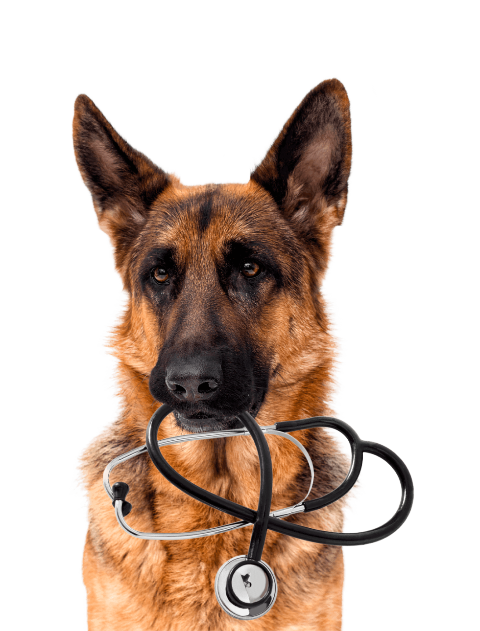 Landing page - MEDIVET